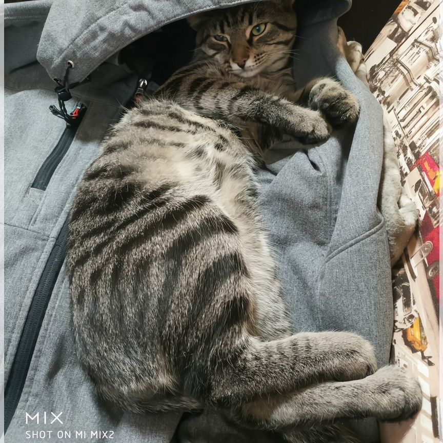 Котёнок в добрые руки