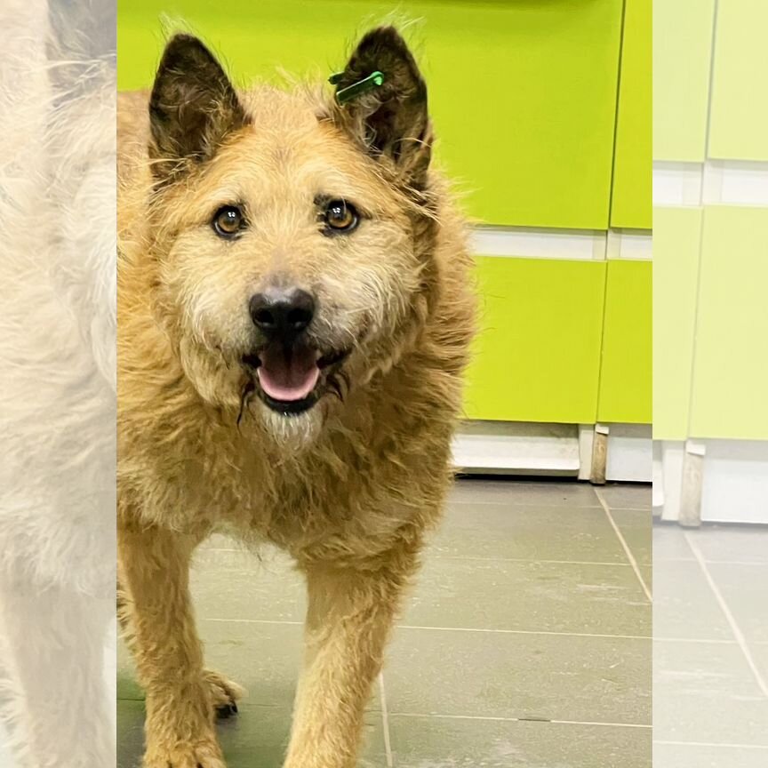 Собака в добрые руки