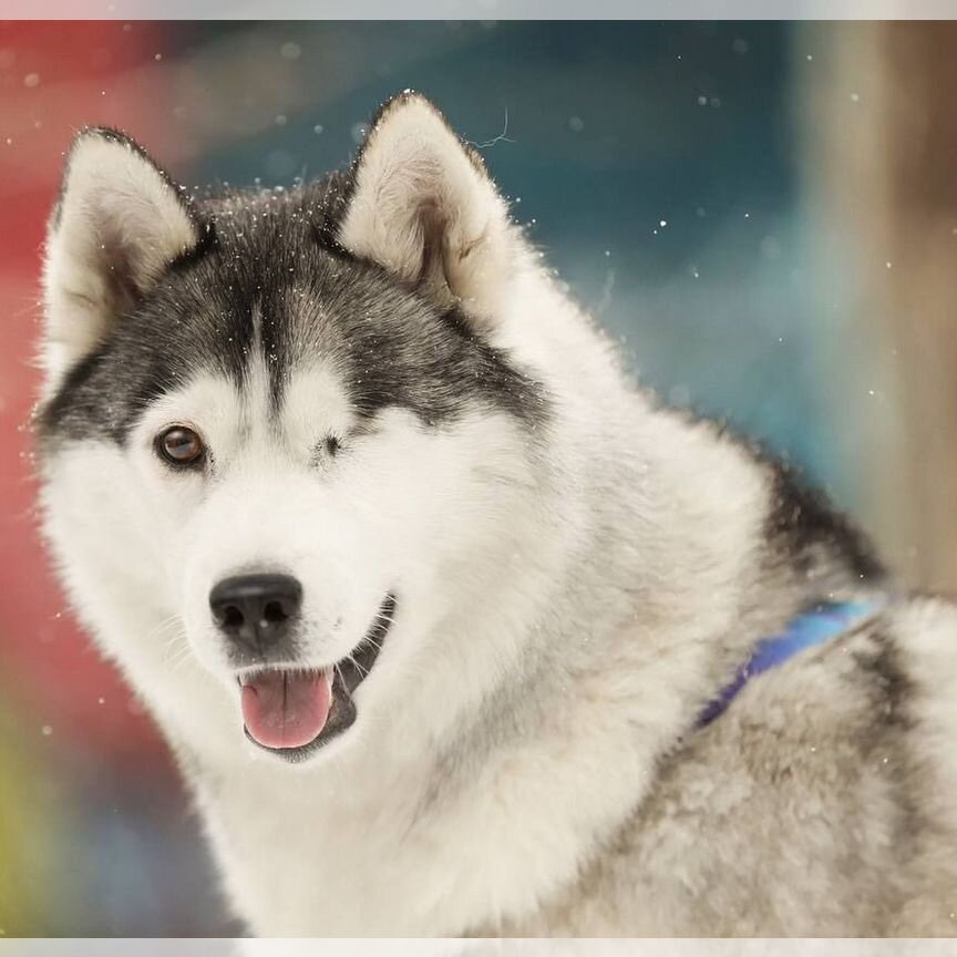 Сибирский хаски, взрослый пёс