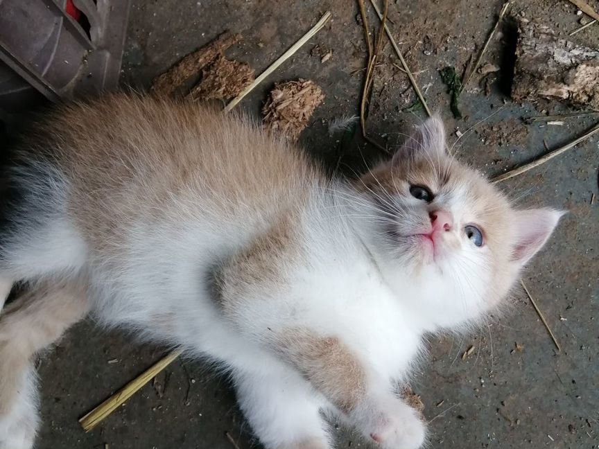 Рыжий котик