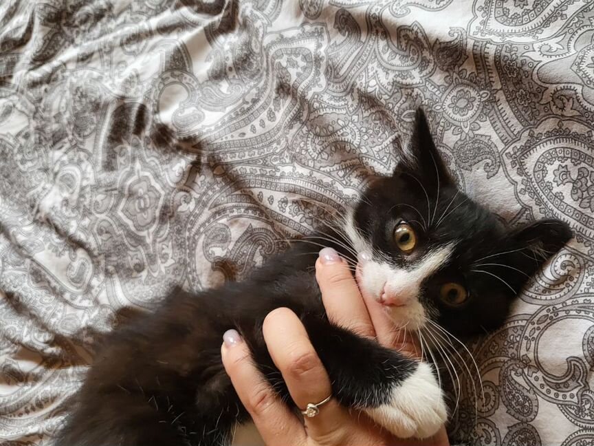 Котенок 3,5 месяца