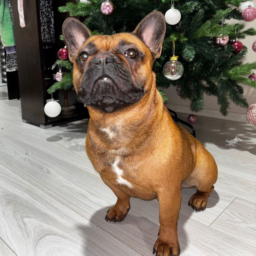 Французский бульдог, взрослая собака