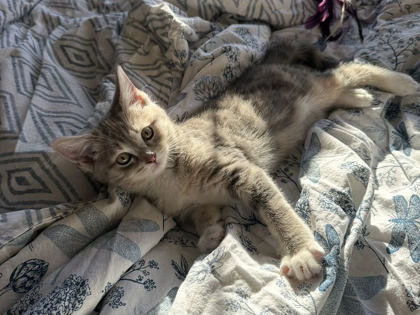 Котенок мейн-кун метис