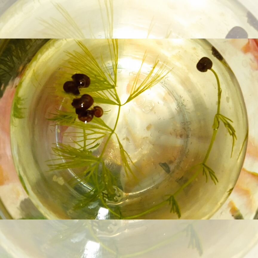 Улитки катушки,водоросли