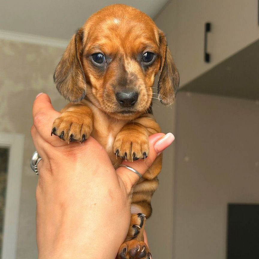 Такса, щенок