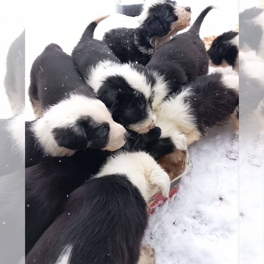 Щенок в добрые руки