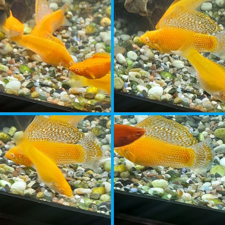 Мальки аквариумных рыбок