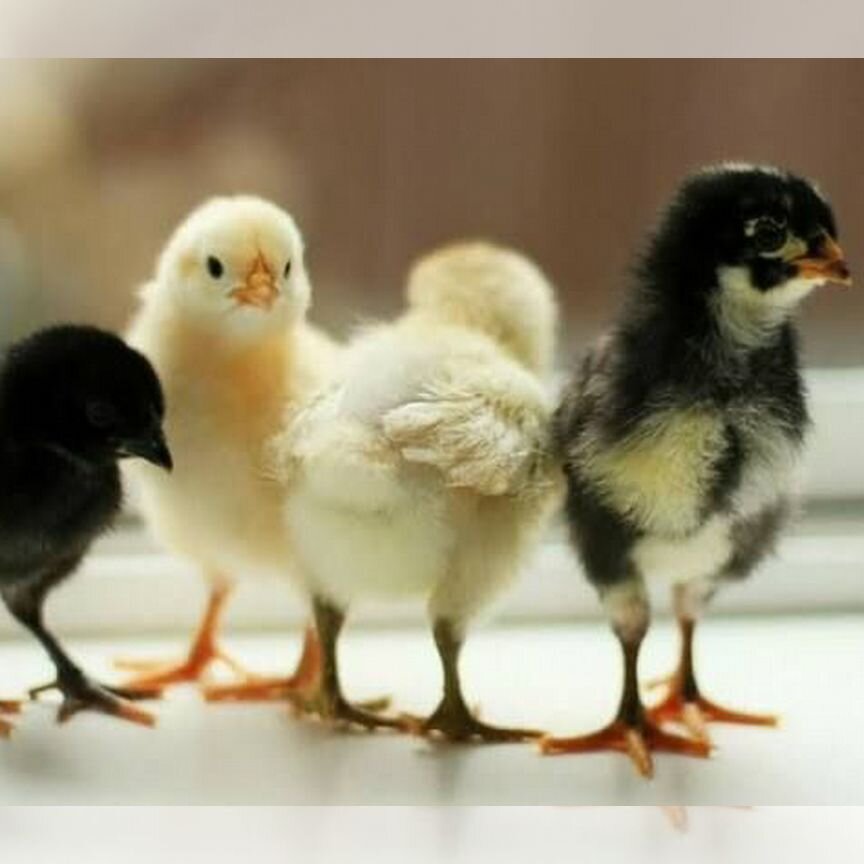 Цыплята суточные