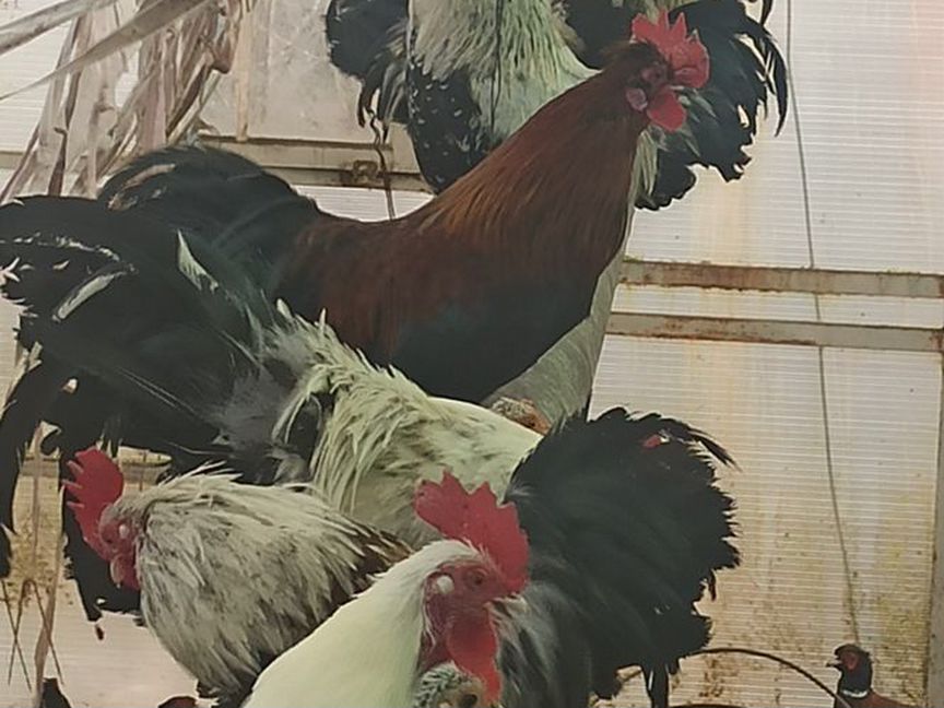 Мини куры Бентамы