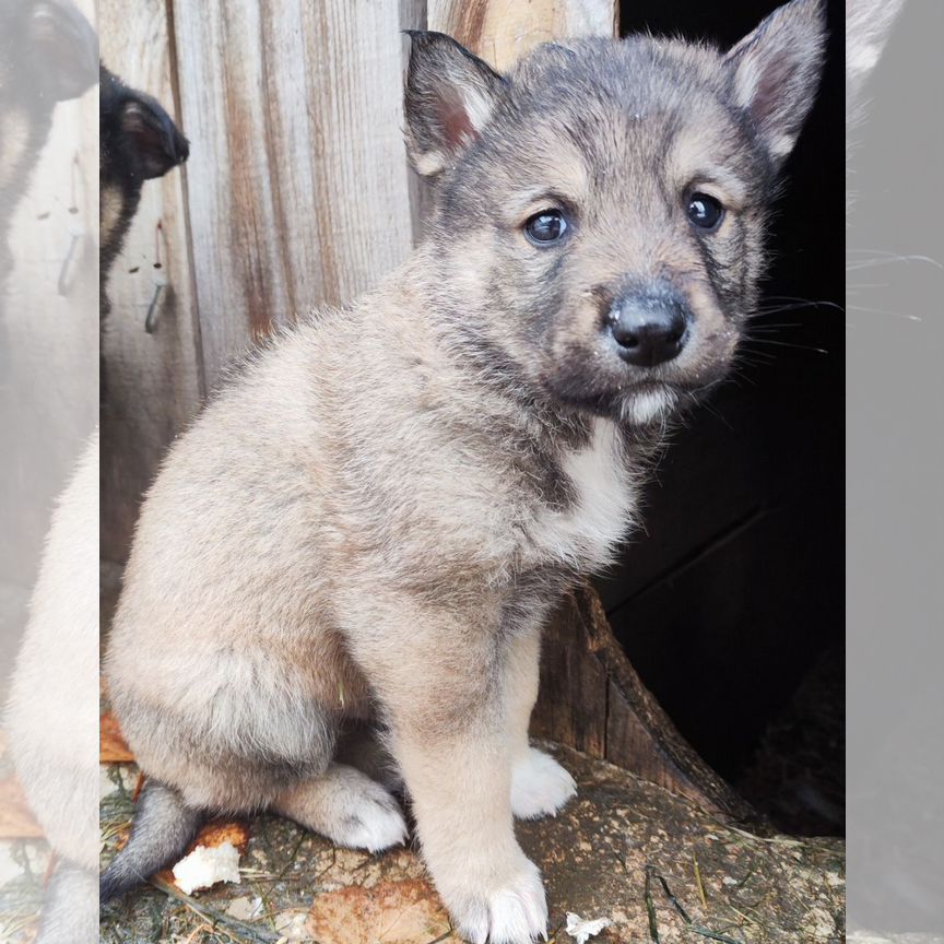 Западносибирская лайка, щенок