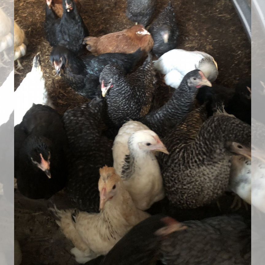 Куры молодки