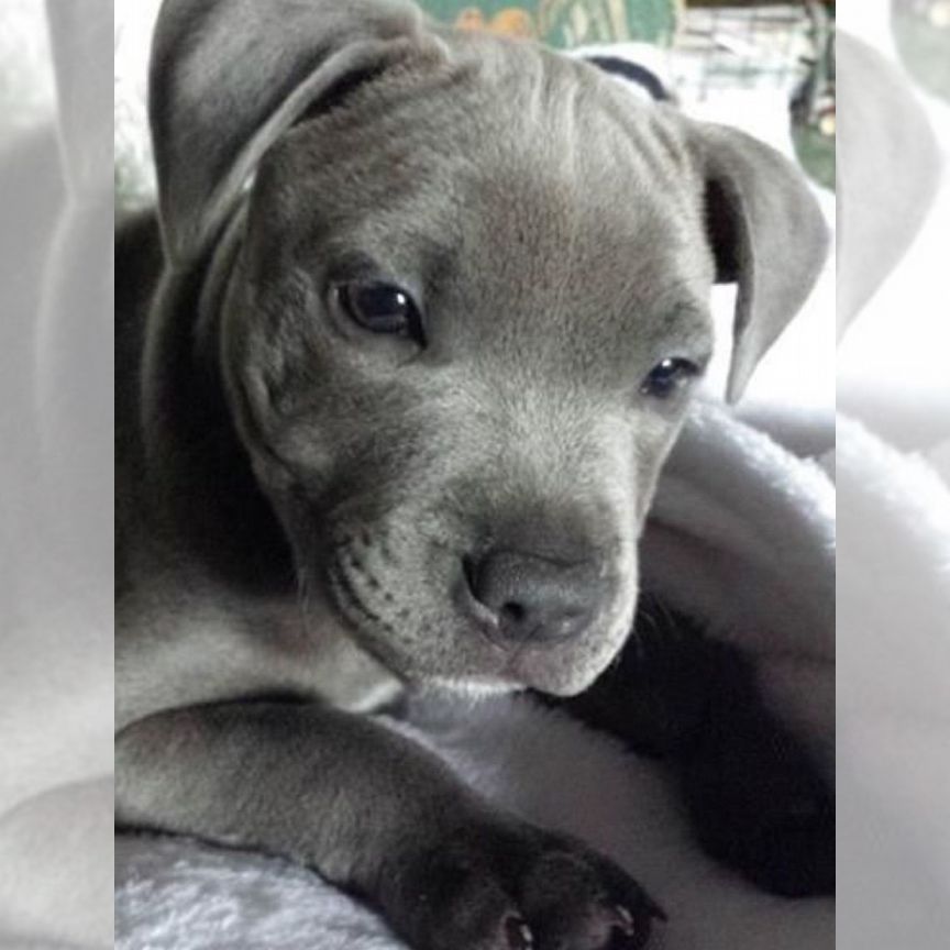 Прайтер, щенок