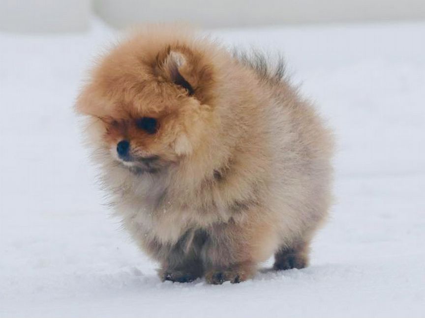 Супер Мини Boo Bear Pom