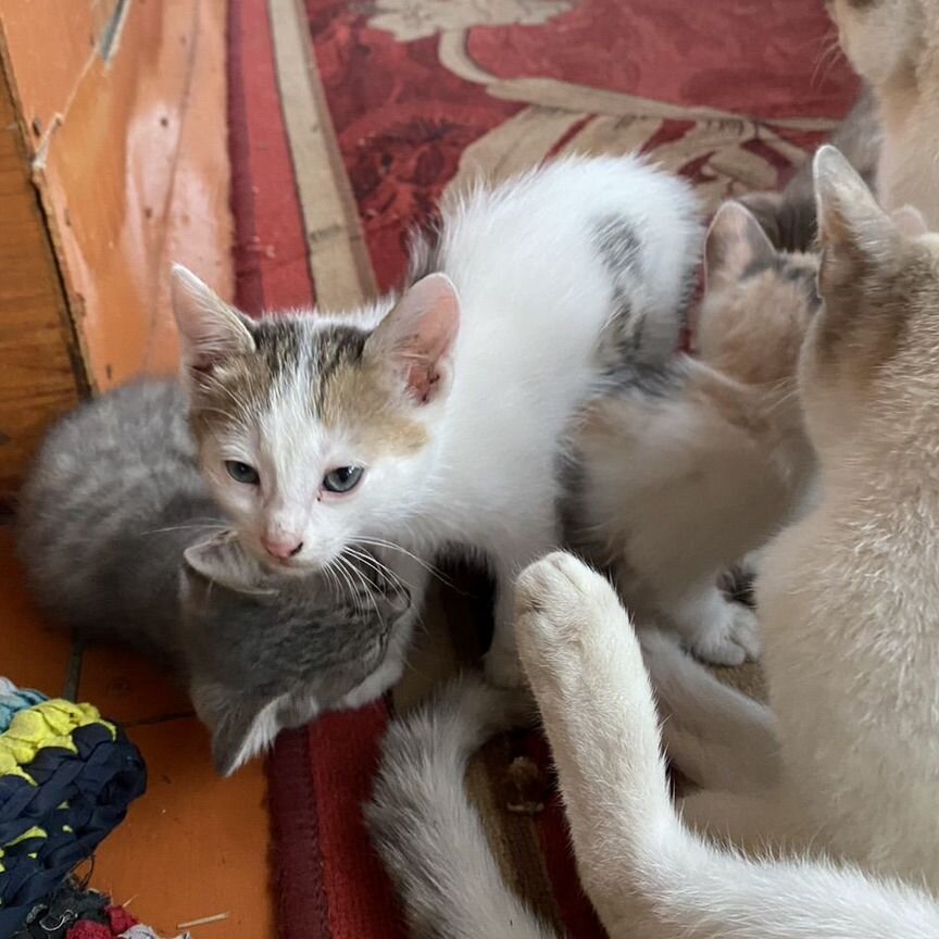 Котята в добрые руки
