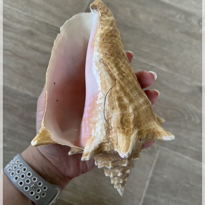 Ракушка морская большая