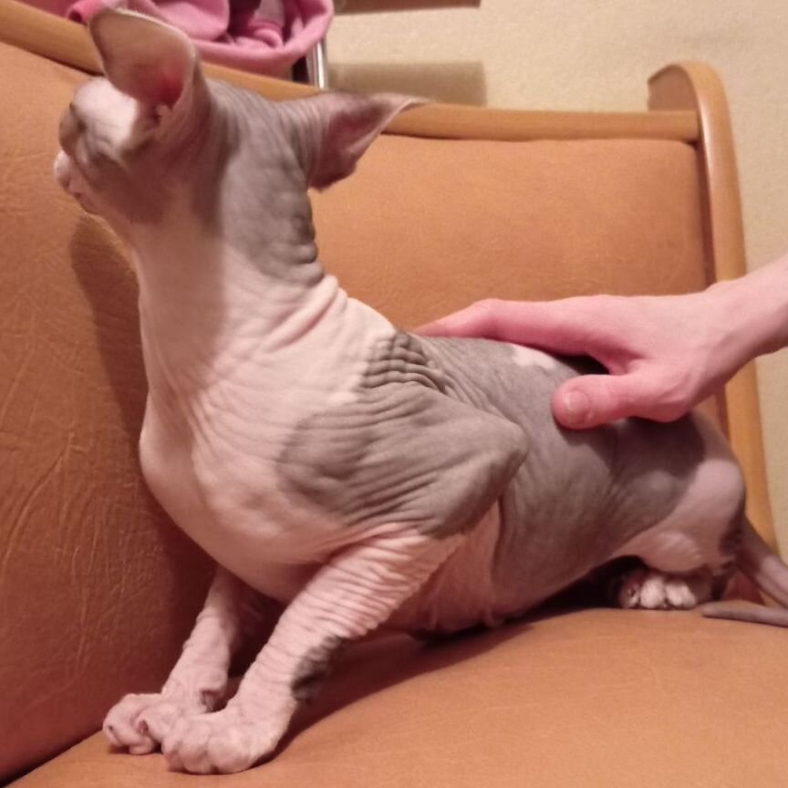 Канадский сфинкс девочка