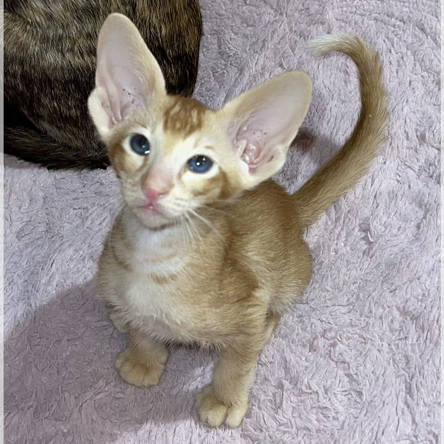 Ориентальные котята