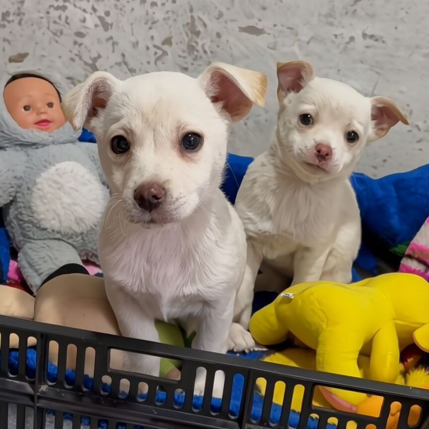 Щенок в добрые руки