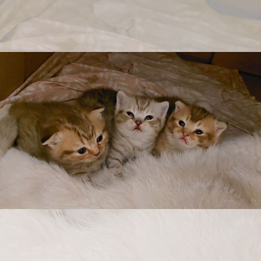 Котята