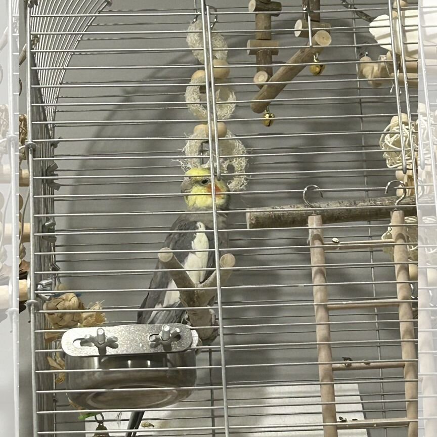 Попугай корелла с клеткой