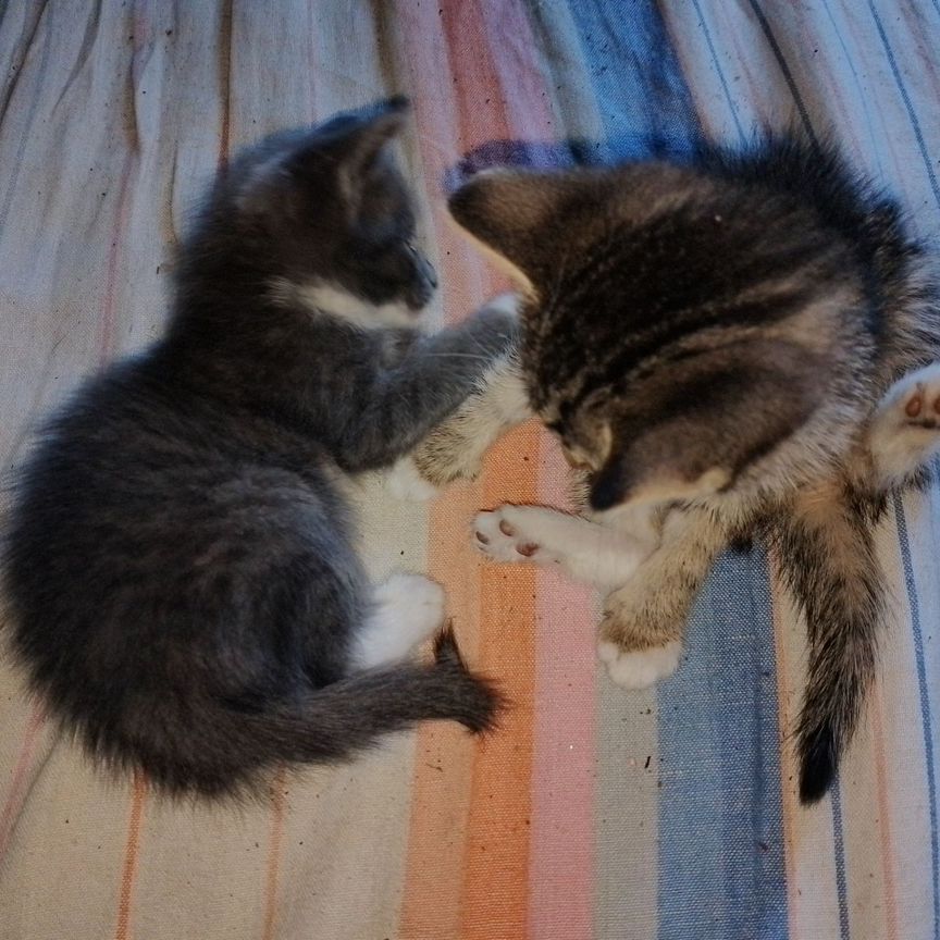 Котёнок в добрые руки