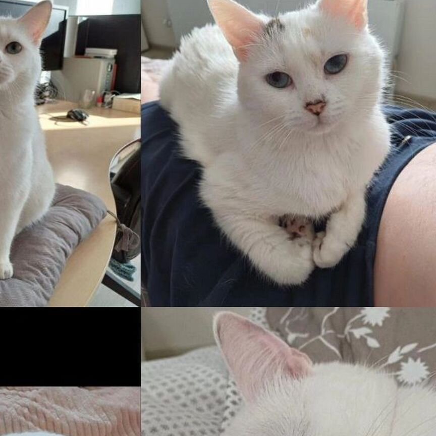 Домашняя кошка