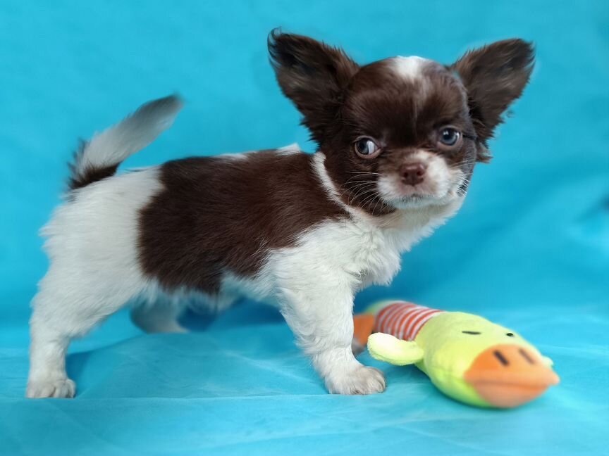 Чихуахуа щенок мальчик