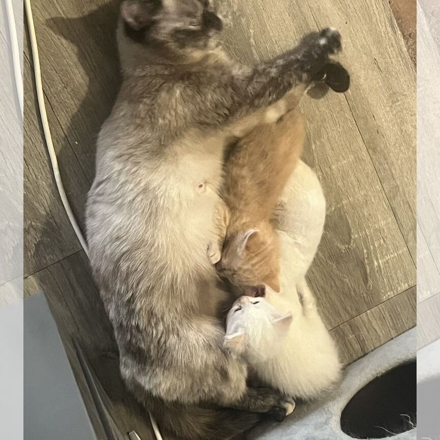 Невский маскарадный котёнок