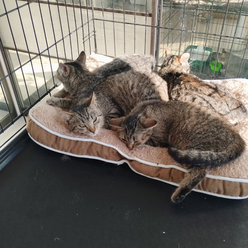 Котята в добрые руки
