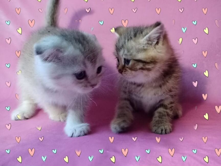 Шотландские вислоухие котята