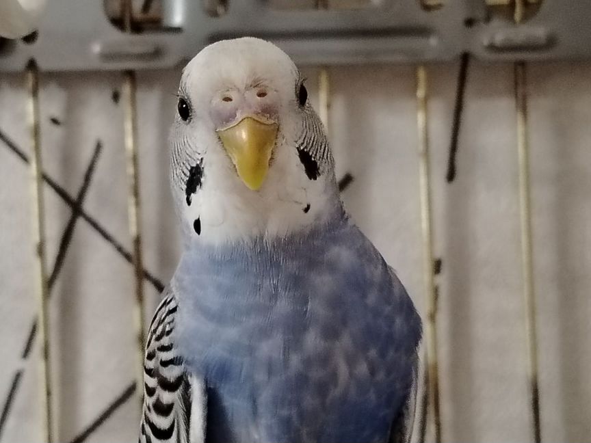 Волнистый попугай с клеткой