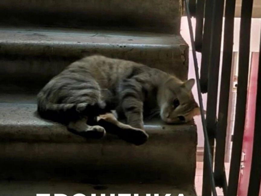 Котик молодой. Возраст 1 год