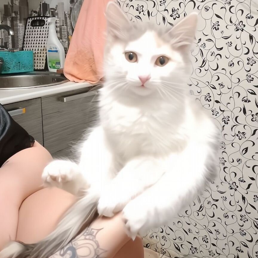 Ориентальный котёнок