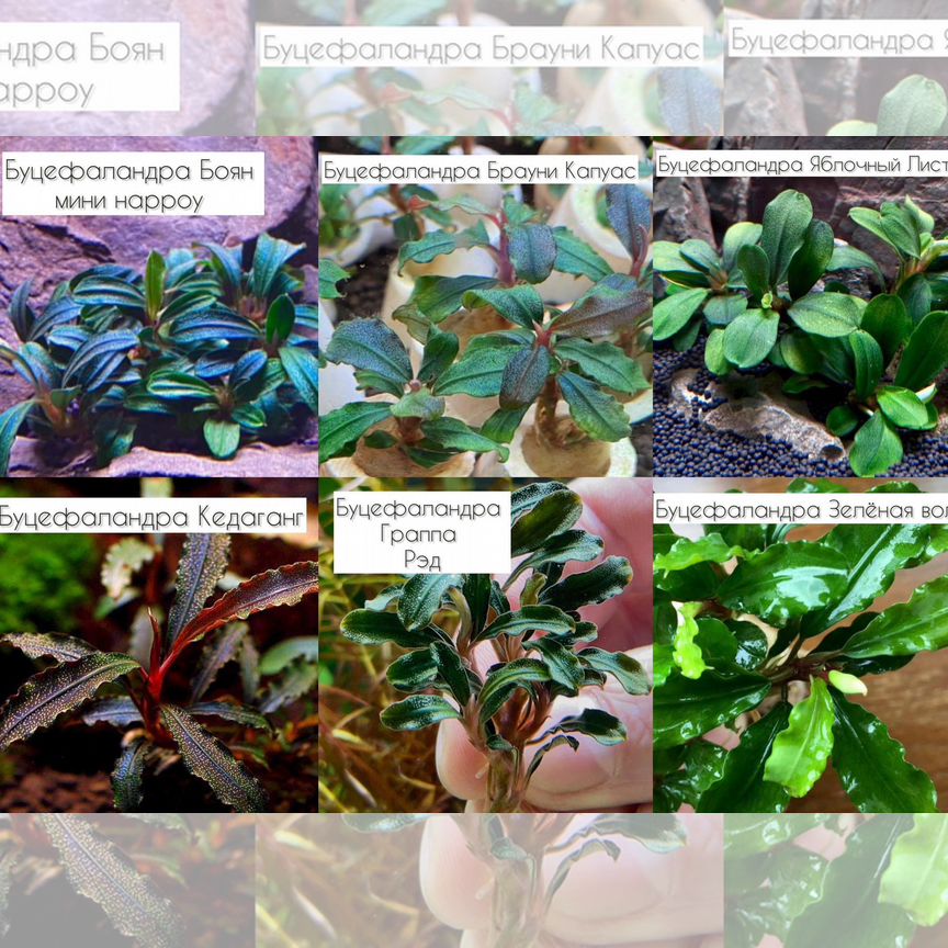 Буцефаландра Аквариумное растение