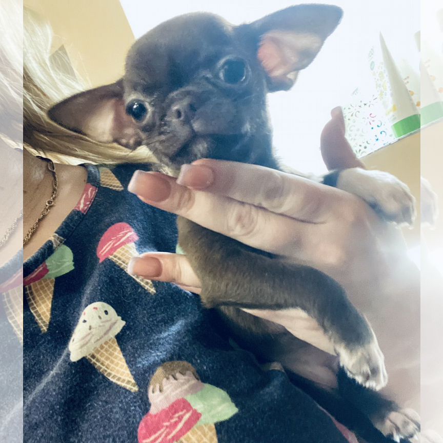 Чихуахуа, щенок