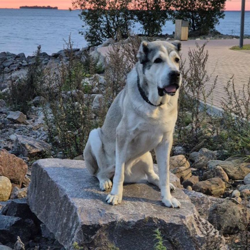 Собака на доживание