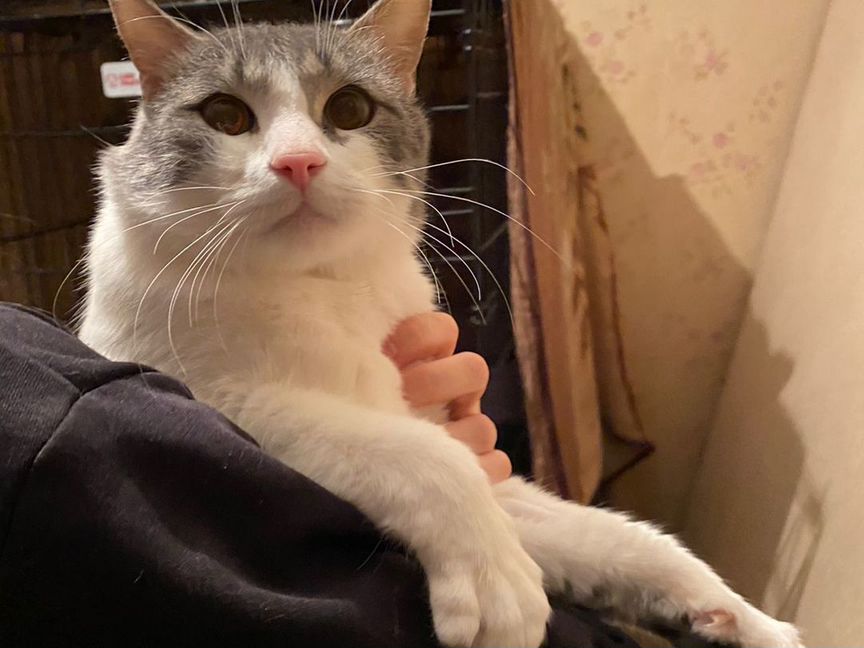 В добрые руки кот. Кастрирован