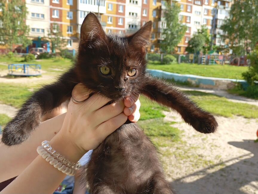 Дворняжки котята