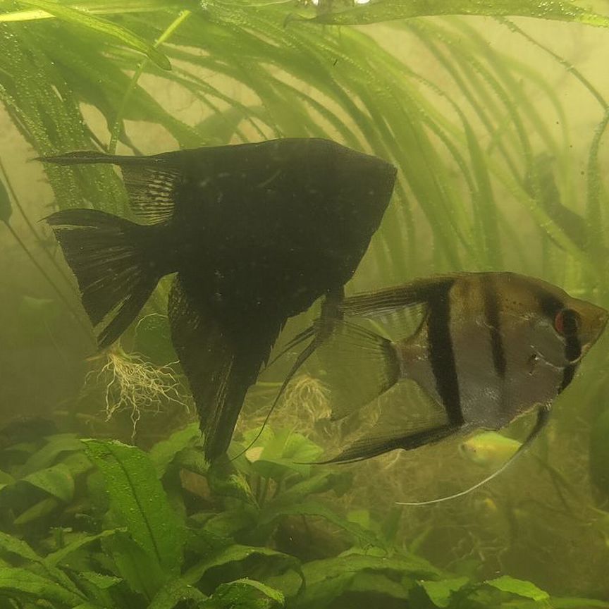 Отдам в добрые руки рыбок