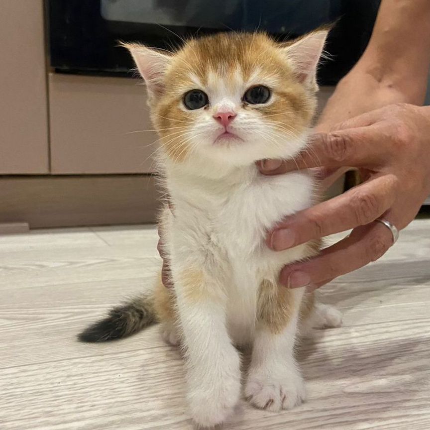 Шотландские котята, прямоухие, готовы к продаже