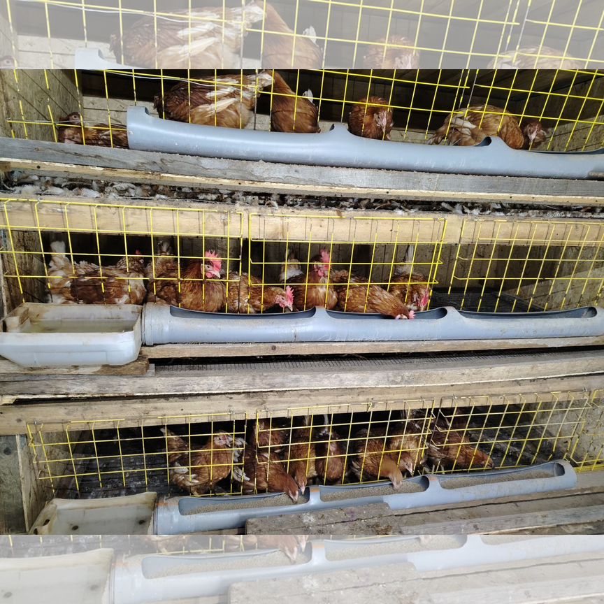 Куры несушки Ломан Браун