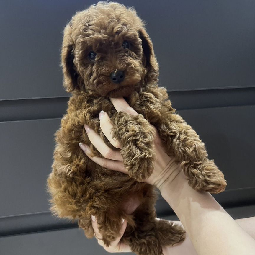 Той-пудель, щенок