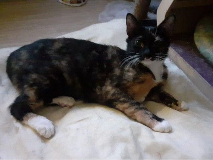 Кошечка- совенок. Брошена и предана. Ищет дом