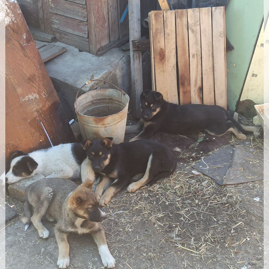 Щенки дворняги