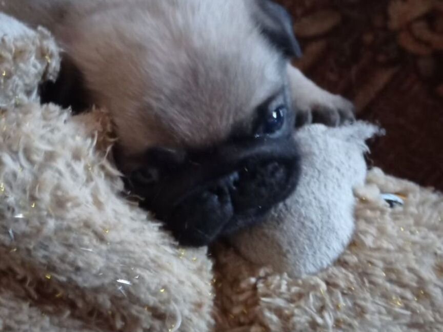 Щенки (есть описание)