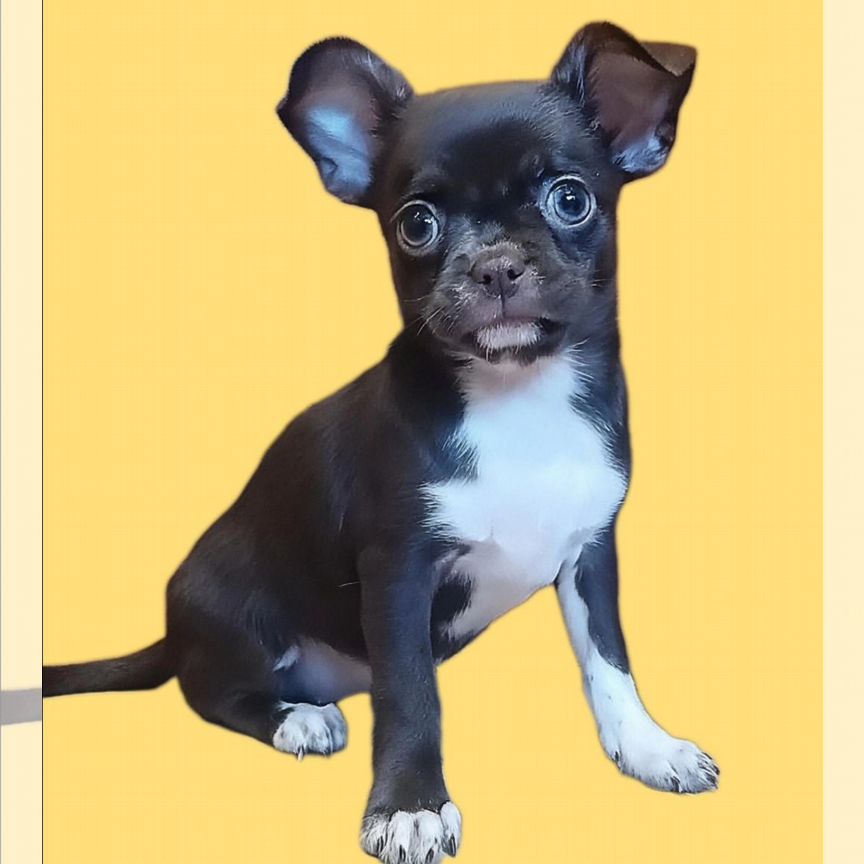 Чихуахуа, щенок