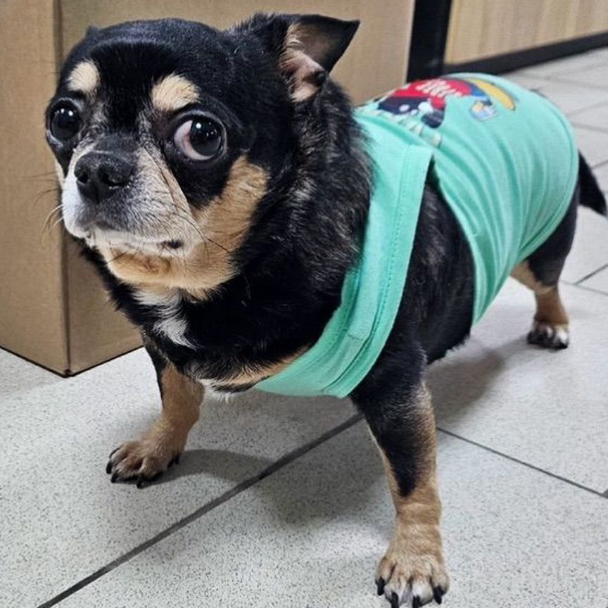 Чихуахуа в добрые руки