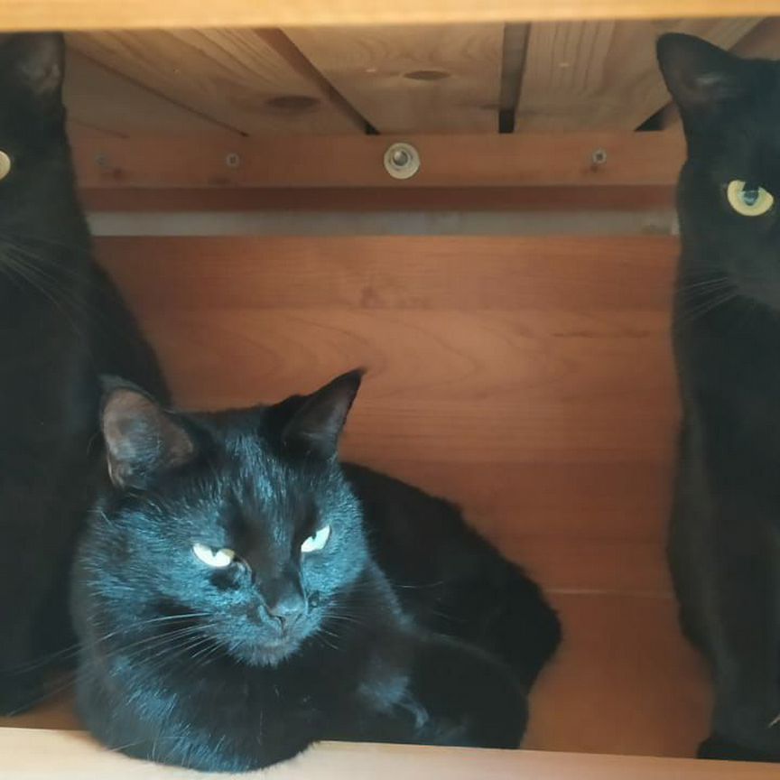 Чёрная мафия в добрые надёжные руки