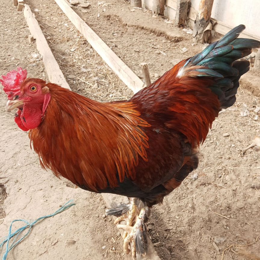 Петух молодой домашний