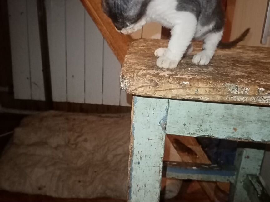 Кошечка и котик